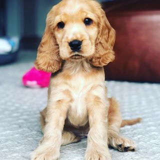 Hugo Johnstone-Burt - actor, writer, producer