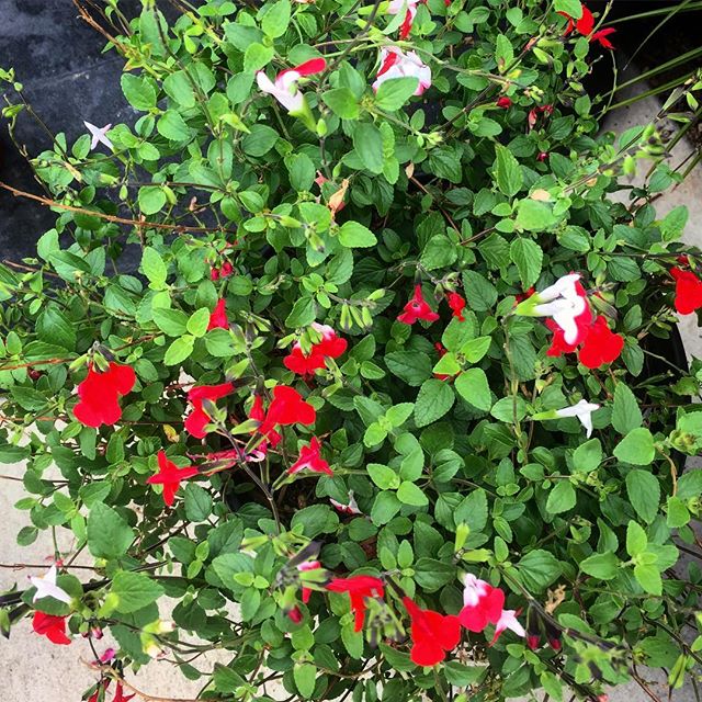 James Deen - actor, director, producer, writer, editor, camera