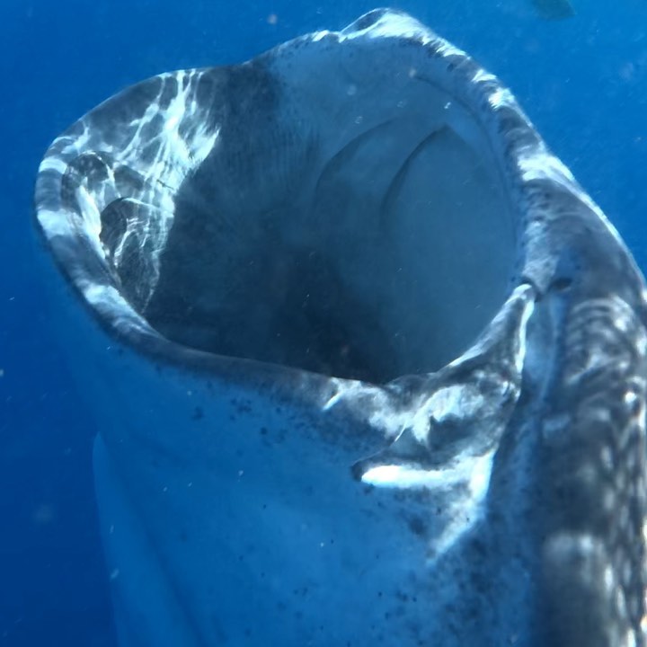 Shayne Davis - actor, writer, producer