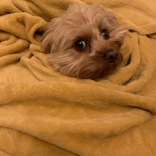 Shaun Dooley - actor - biography, photo, best movies and TV shows