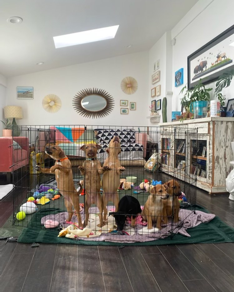 Dana Snyder - actor, writer, composer, producer