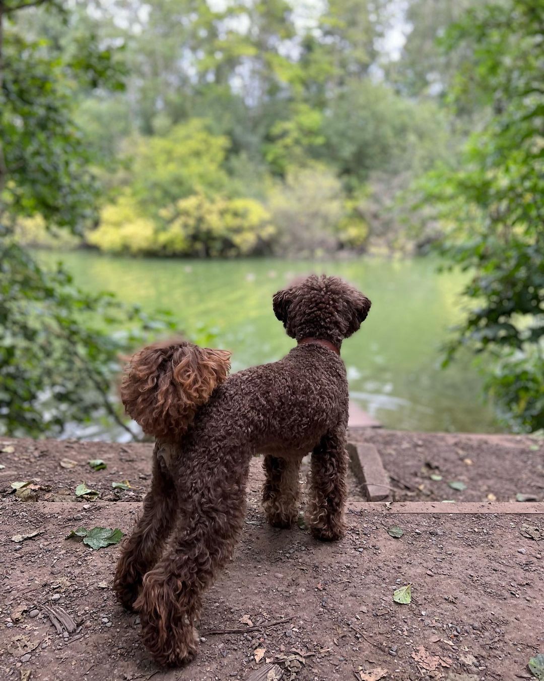 Karl Collins - actor - biography, photo, best movies and TV shows