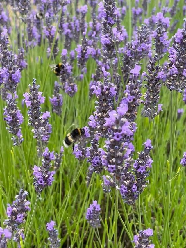 David Ayer - writer, director, producer, actor, author
