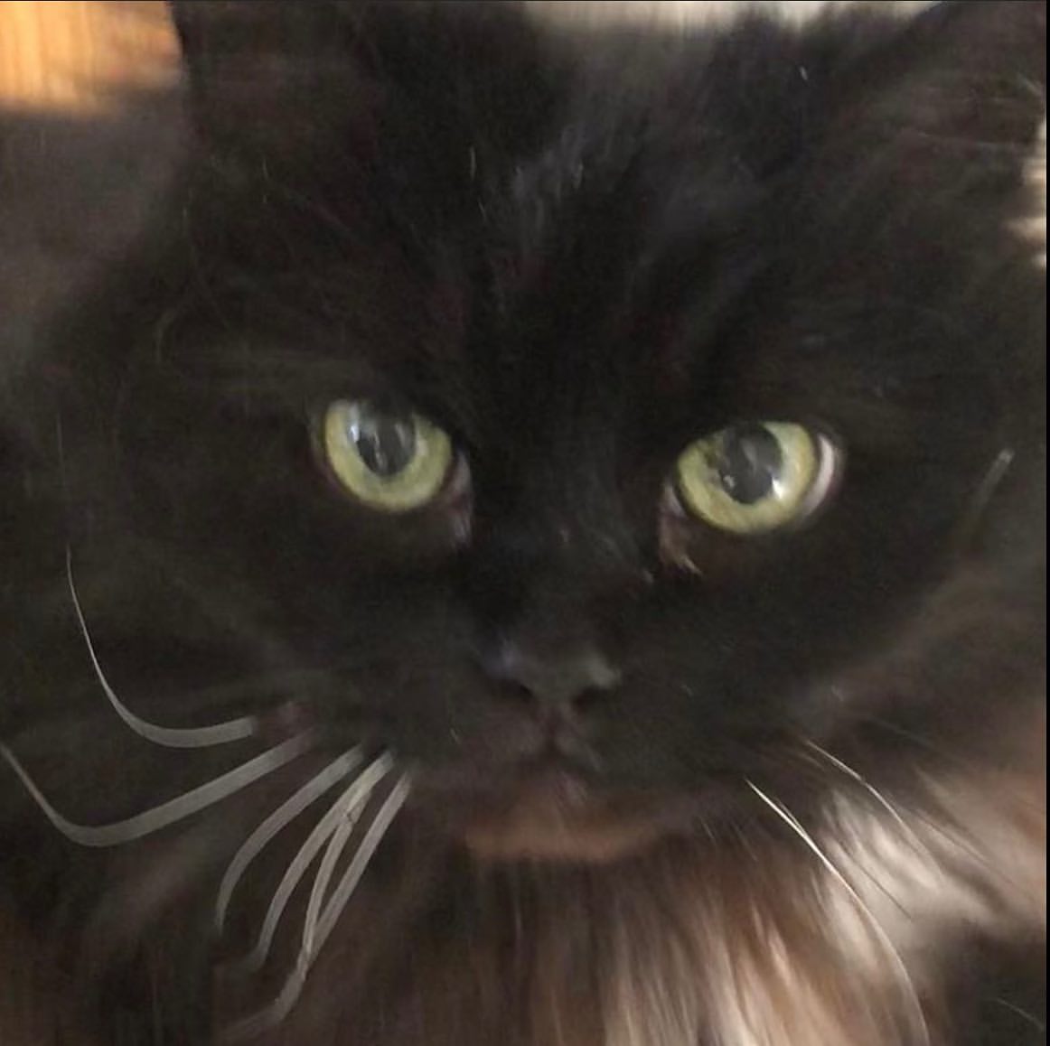 Nancy Allen - actress - biography, photo, best movies and TV shows