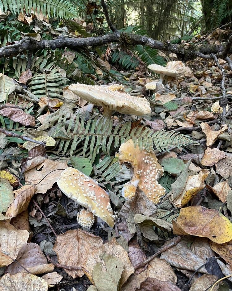 Laura Bertram - actress - biography, photo, best movies and TV shows