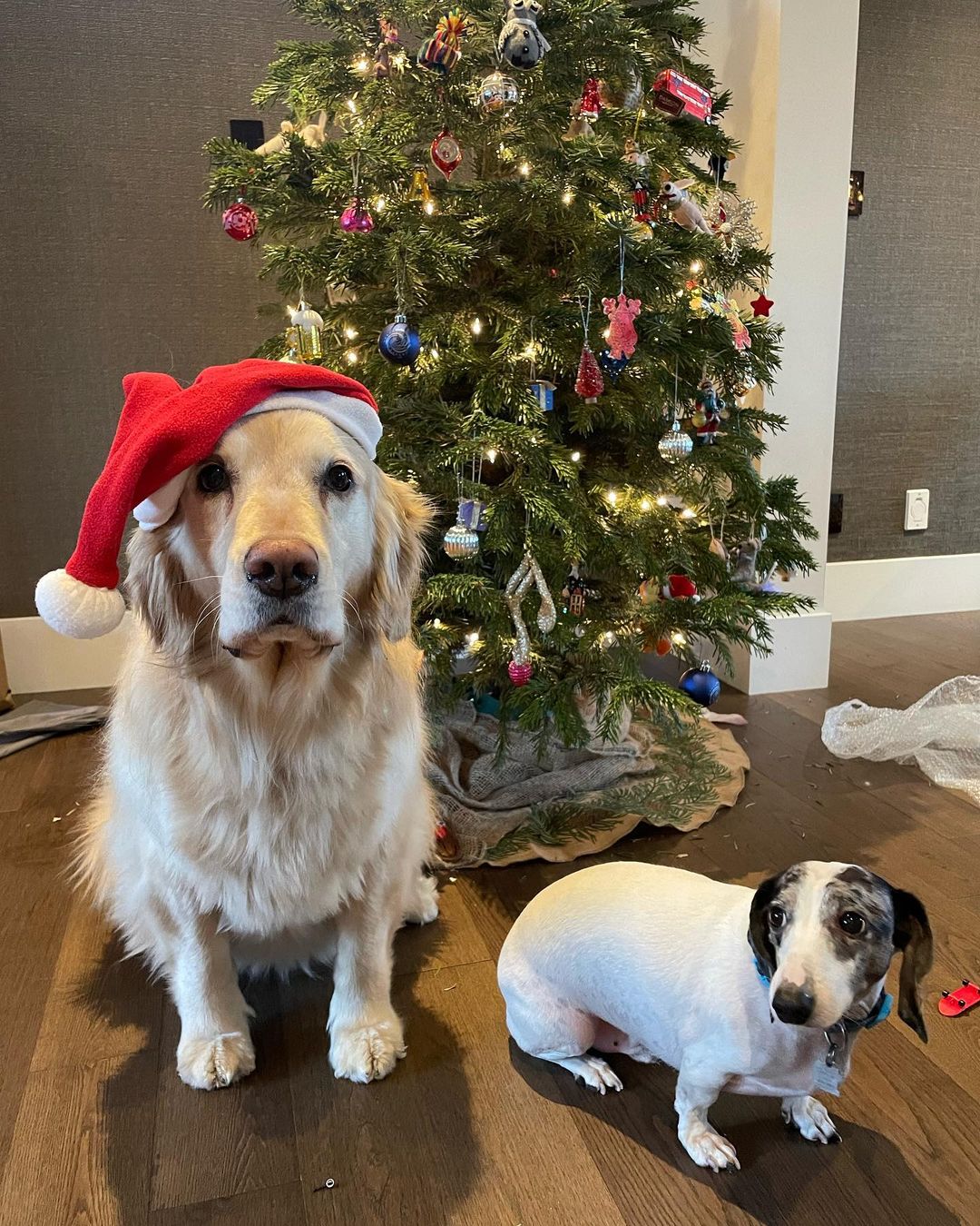 Andrea Libman - actress, writer, director, dubbing: english