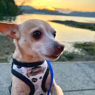 Magda Apanowicz - actress - biography, photo, best movies and TV shows