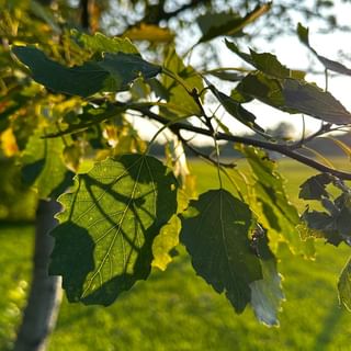 Sam Coyle - director, actress, writer, producer