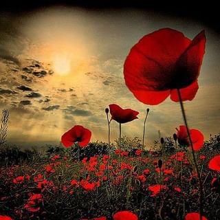 John Ralston - actor - biography, photo, best movies and TV shows