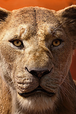 Cast - The Lion King (2019)