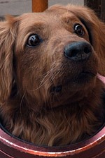 Cast - Guardians of the Galaxy Vol. 3 (2023)