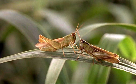 Microcosmos (movie, 1996)