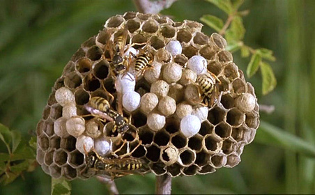 Microcosmos (movie, 1996)