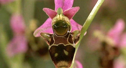 Microcosmos (movie, 1996)