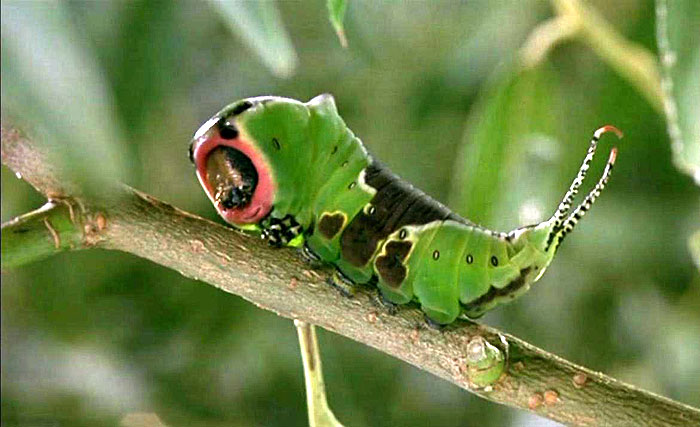 Microcosmos (movie, 1996)