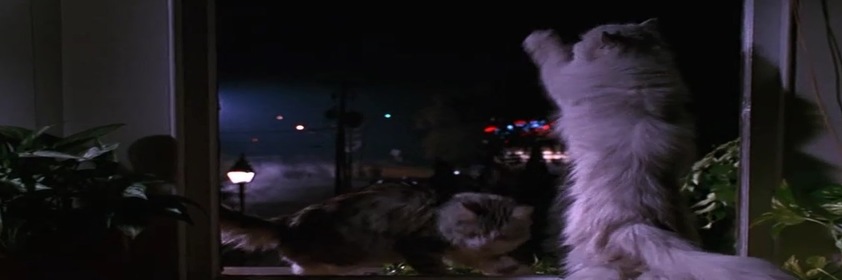 Screenshots - That Darn Cat