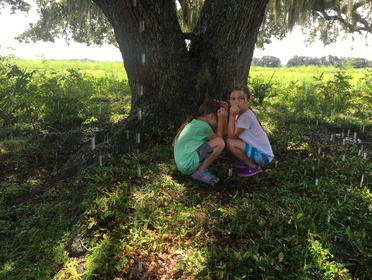 The Florida Project (movie, 2017)