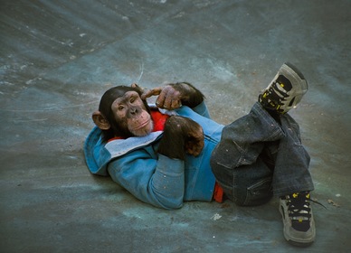 MVP: Most Vertical Primate (movie, 2001)