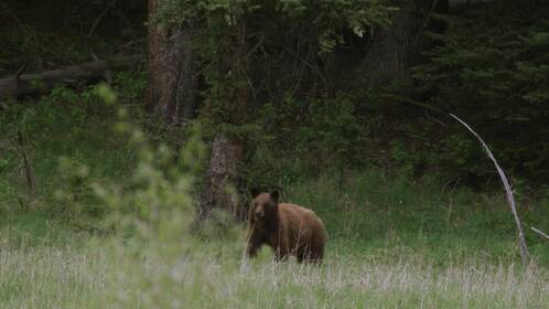 Kill Shot (movie, 2023)