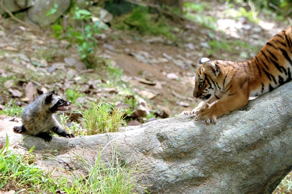 Two Brothers (movie, 2004)