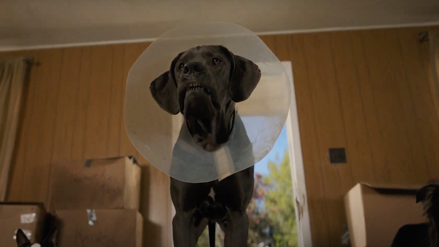 Screenshots - Strays