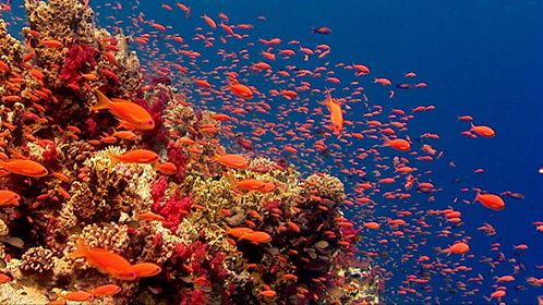 Deep Blue (movie, 2003)