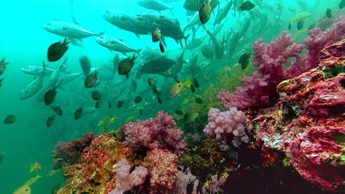 Deep Blue (movie, 2003)