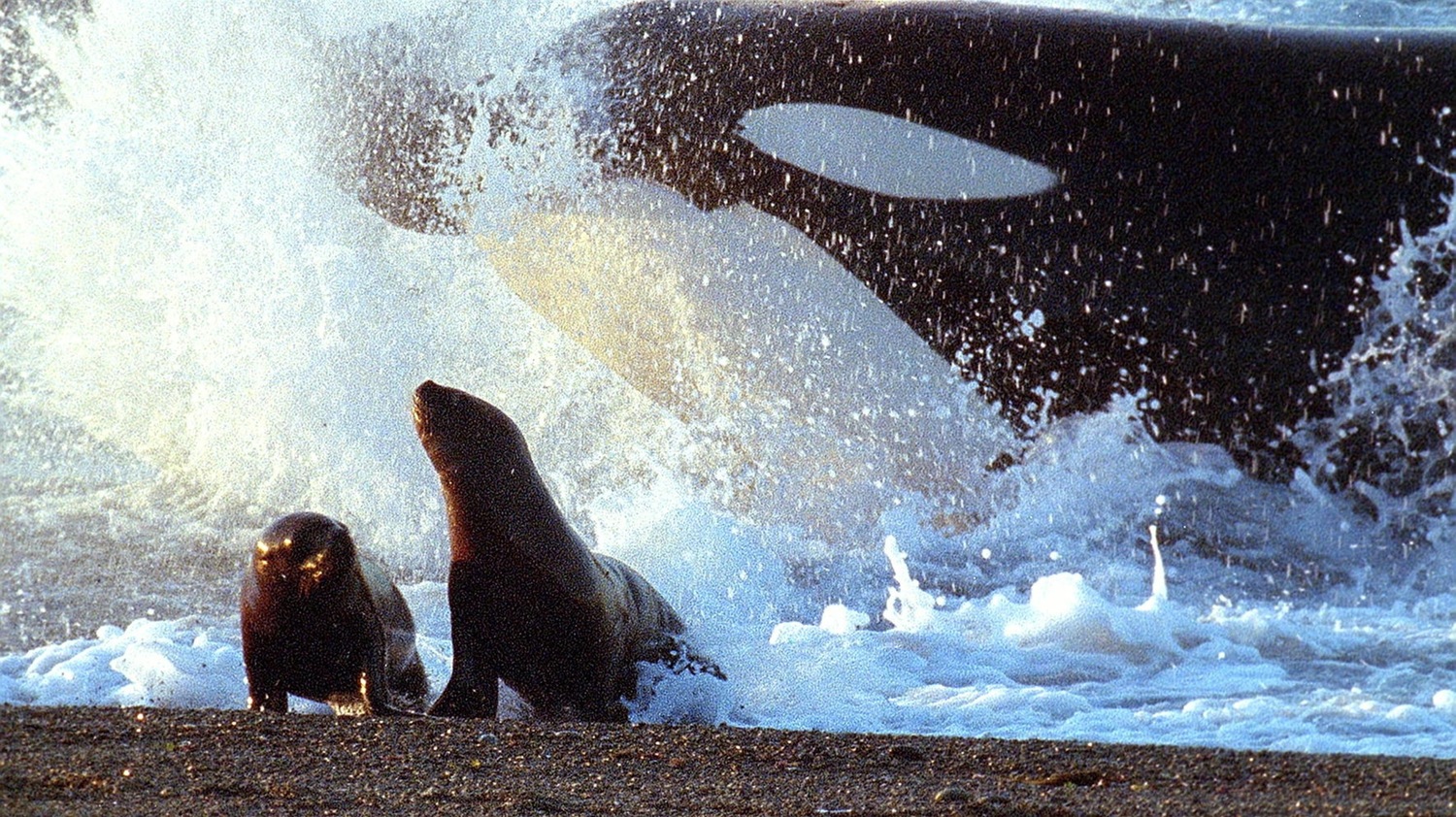 Deep Blue (movie, 2003)