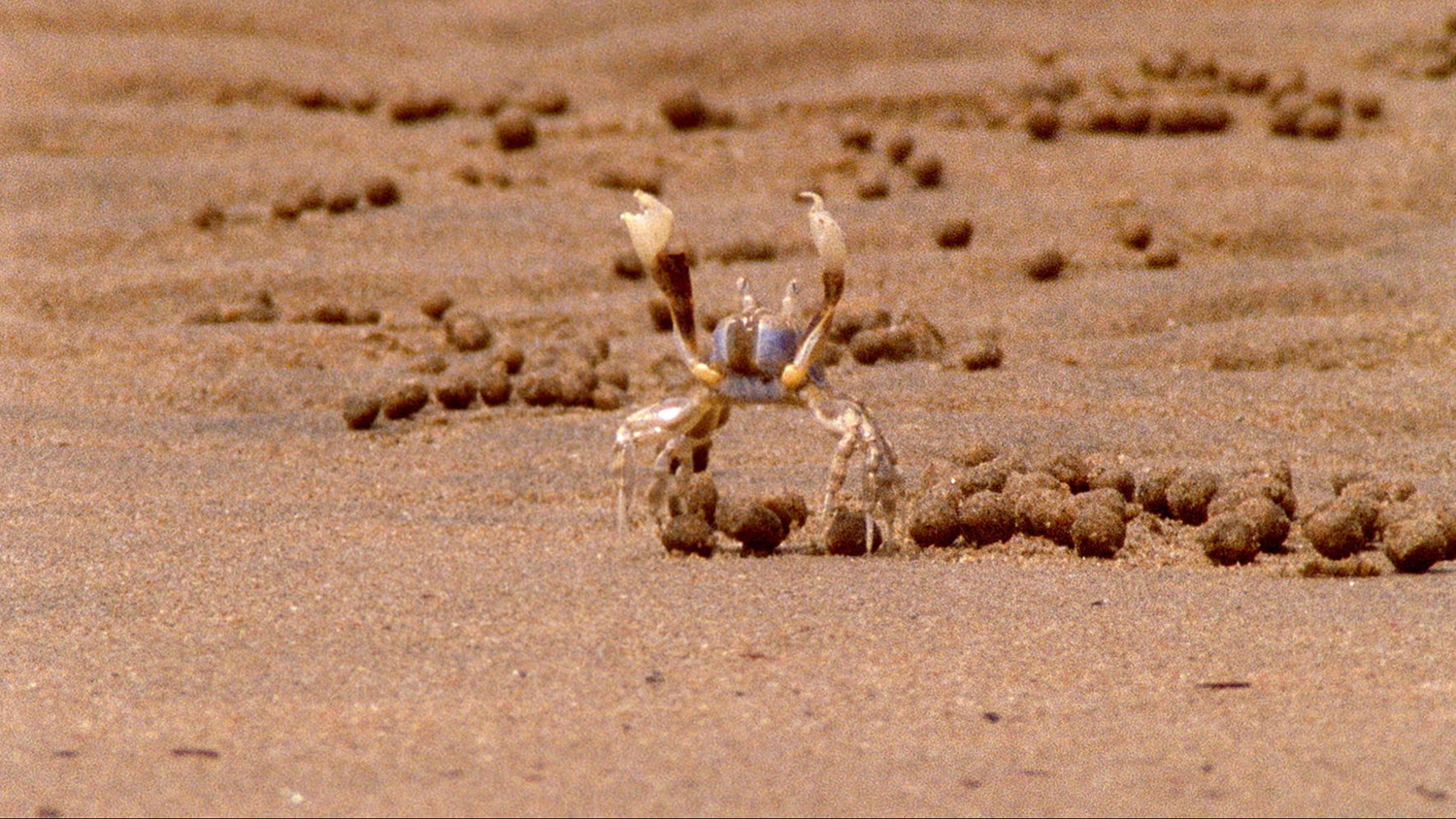 Deep Blue (movie, 2003)