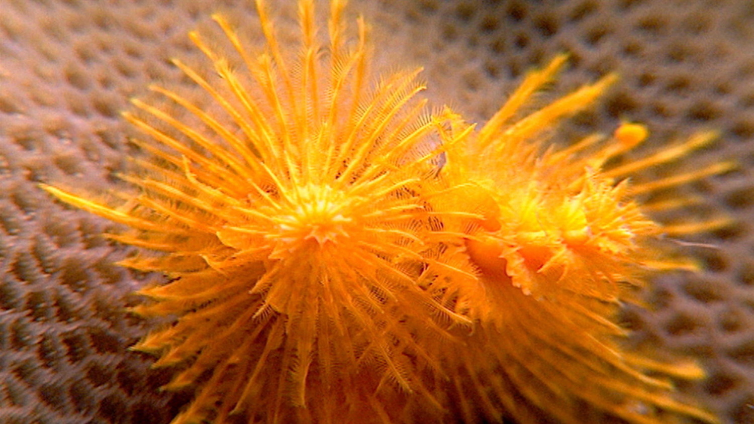 Deep Blue (movie, 2003)