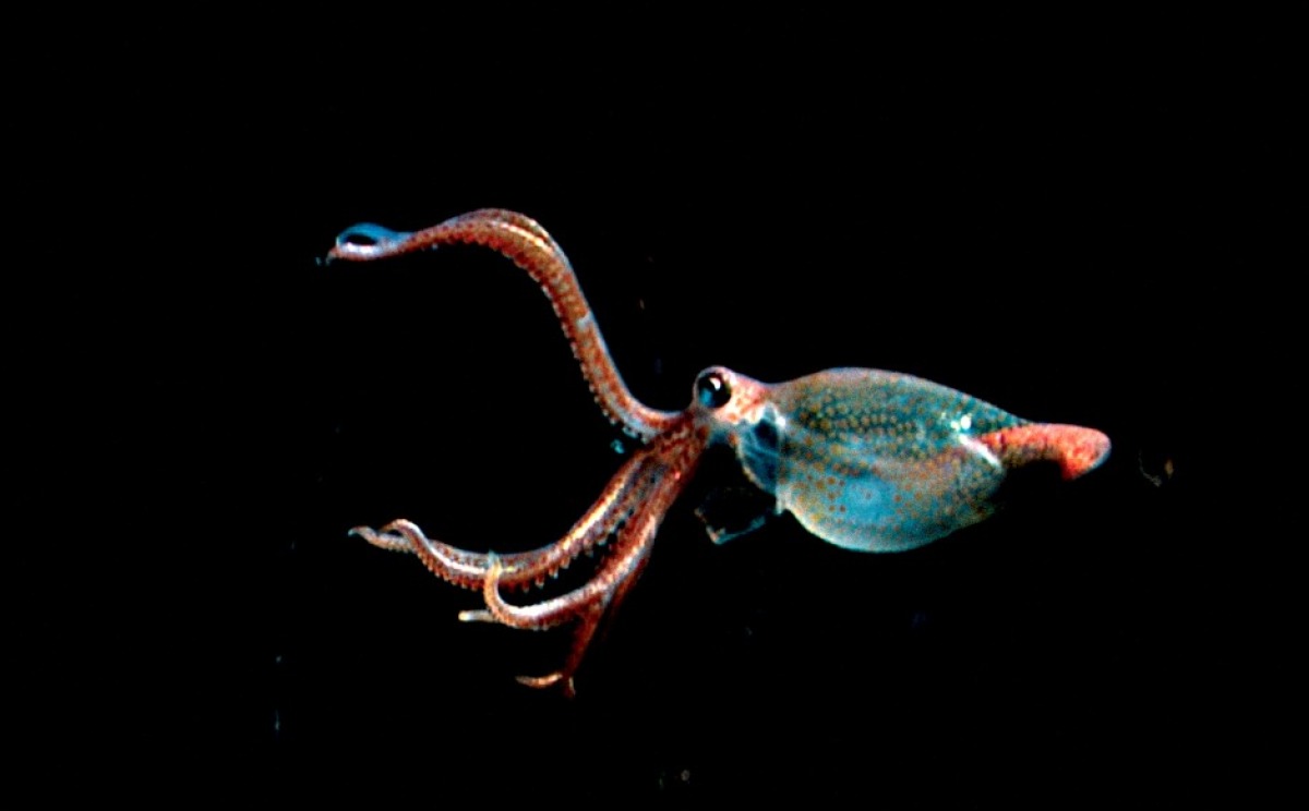 Deep Blue (movie, 2003)