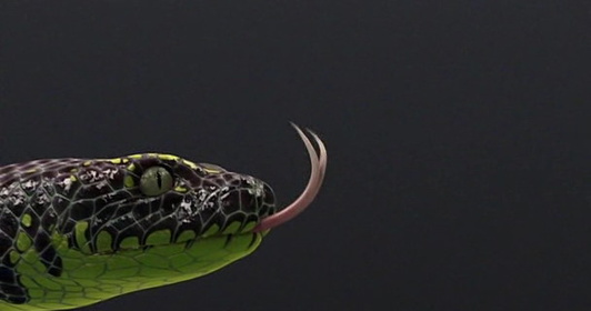 Flower and Snake (movie, 2003)