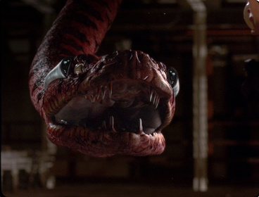 Stills - Boa vs. Python