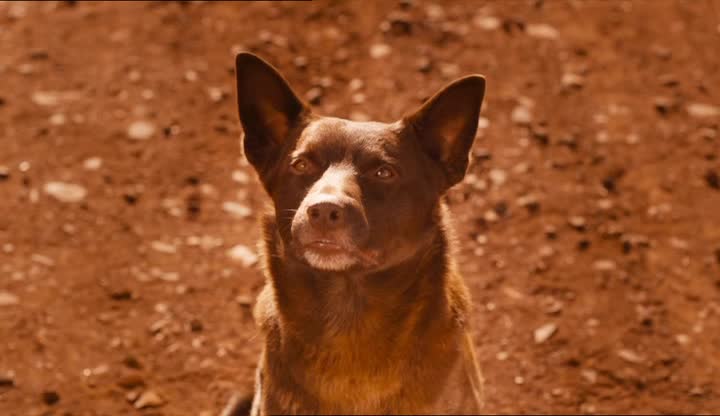 Red Dog (movie, 2011)