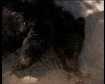 Grizzly Rage (movie, 2007)