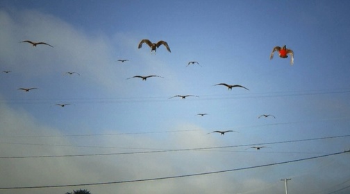 Birdemic: Shock and Terror (movie, 2010)