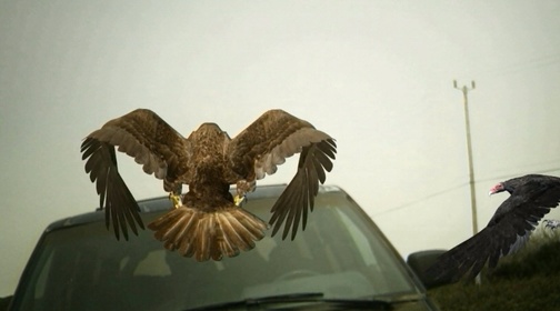 Birdemic: Shock and Terror (movie, 2010)