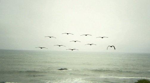 Birdemic: Shock and Terror (movie, 2010)