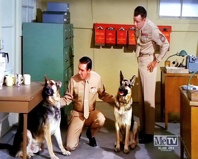 Frank Sutton - actor - biography, photo, best movies and TV shows