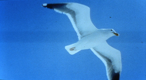 Jonathan Livingston Seagull (movie, 1973)