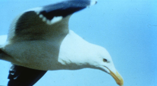 Jonathan Livingston Seagull (movie, 1973)