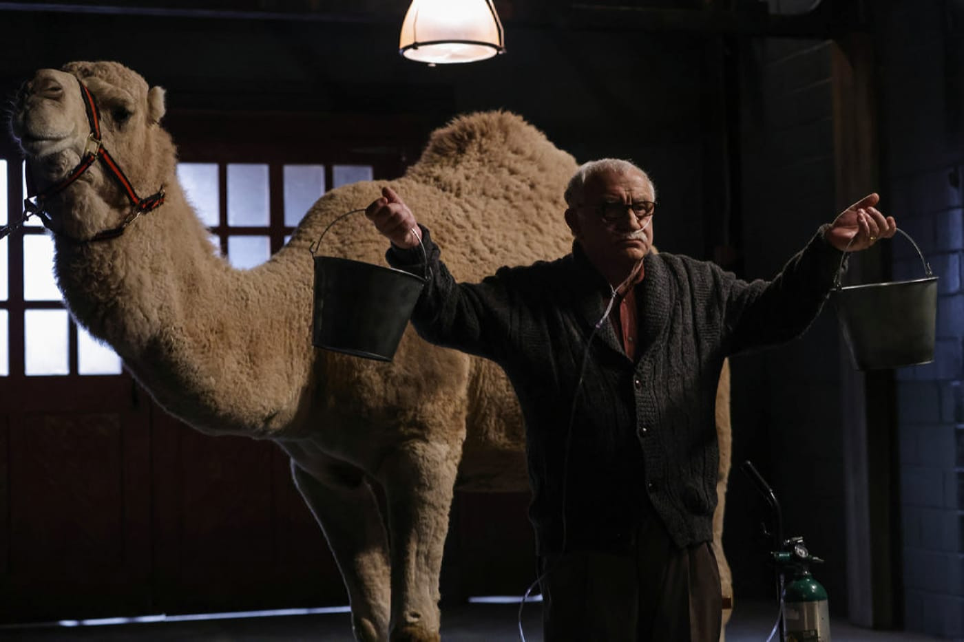 Teddy Coluca - actor - biography, photo, best movies and TV shows