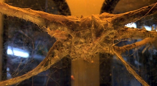 Forbidden World (movie, 1982)