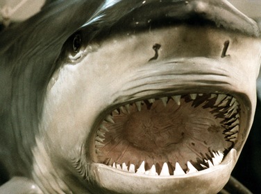 Devil Fish (movie, 1984)