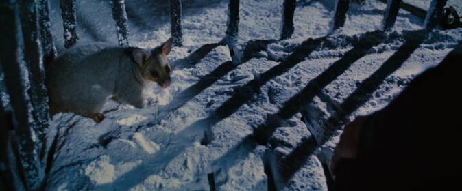 Screenshots - Willow