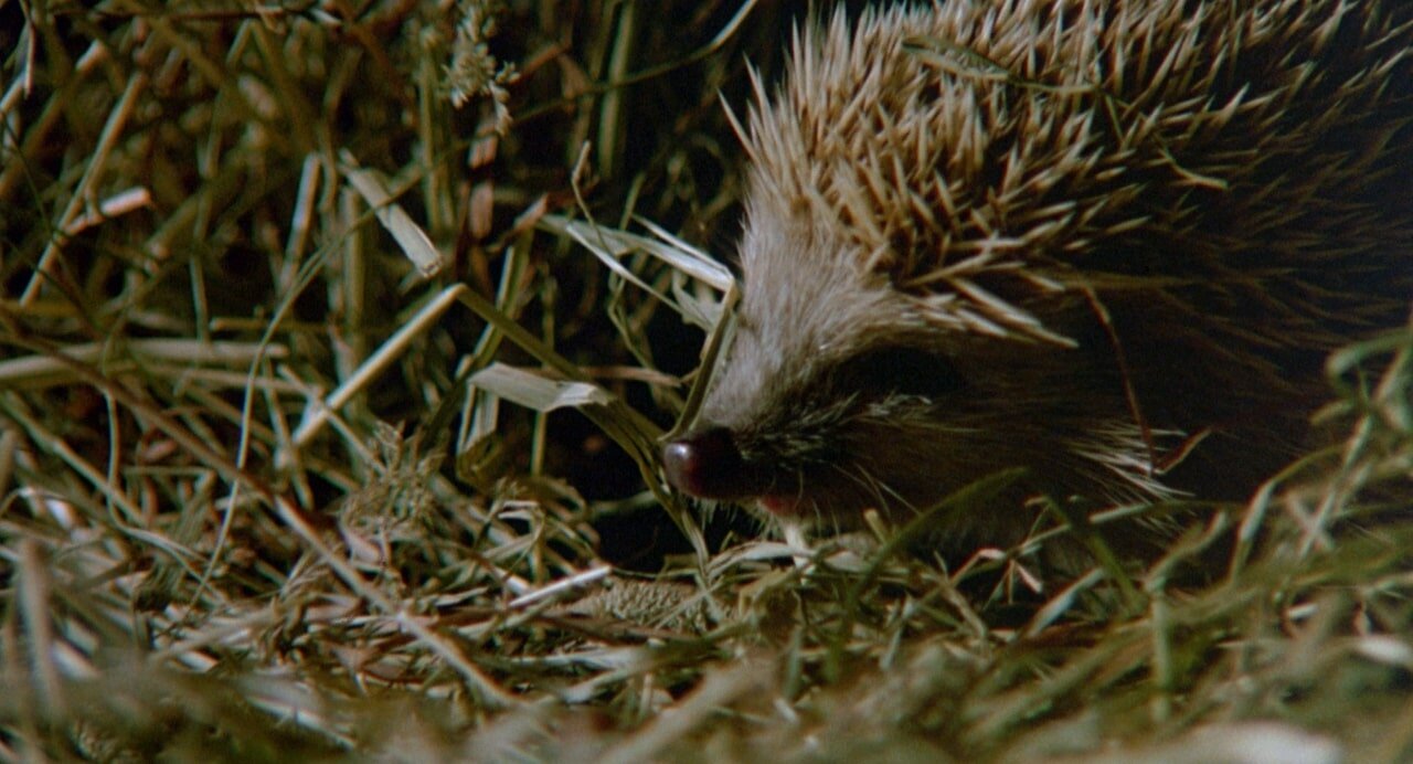 Screenshots - The Adventures of Milo and Otis