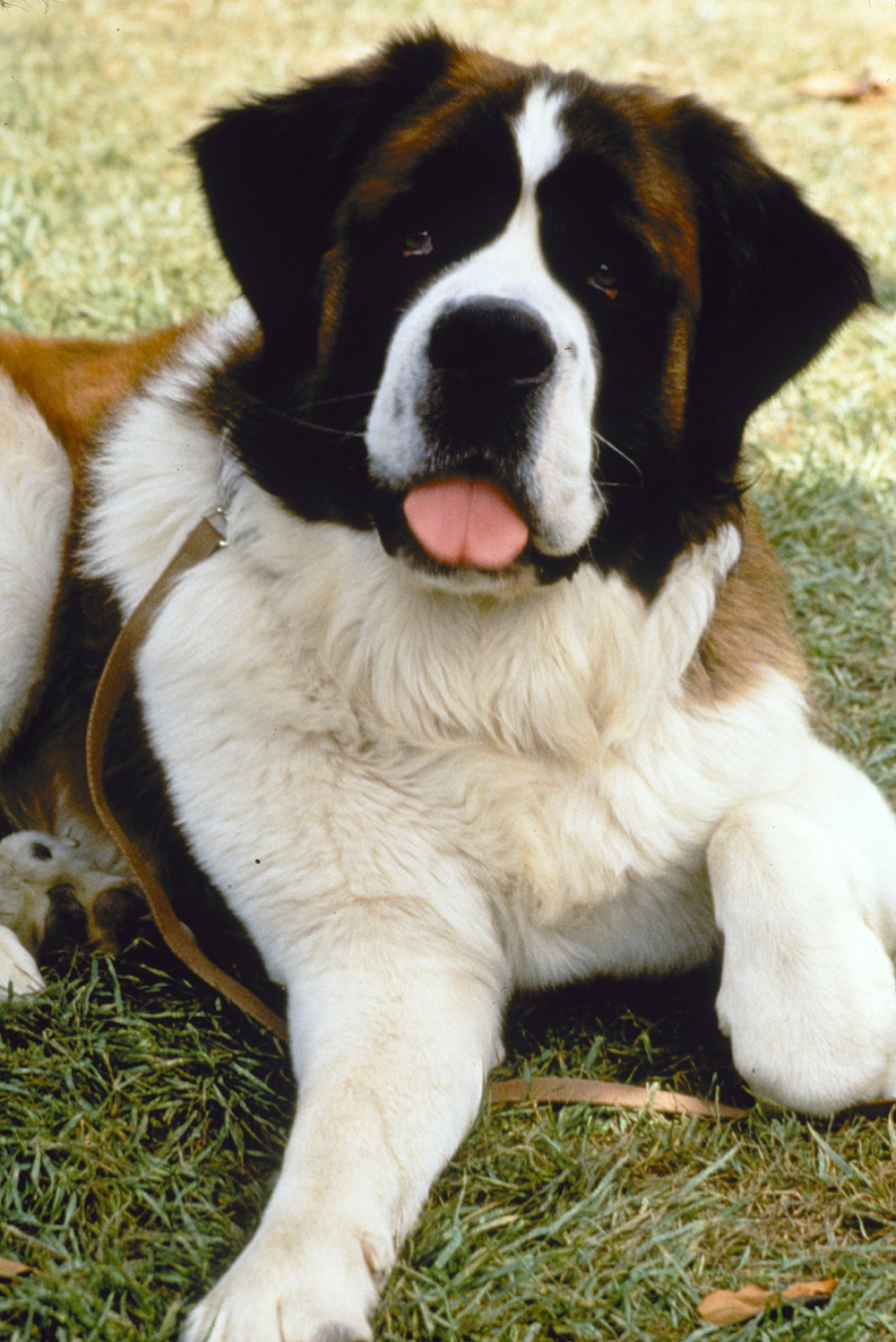 Beethoven (movie, 1991)