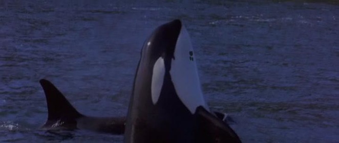 Screenshots - Free Willy