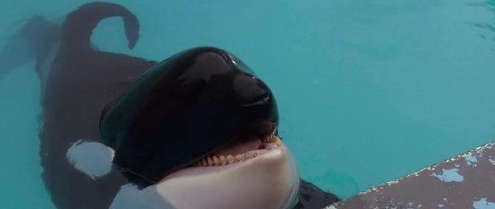 Screenshots - Free Willy