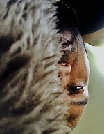 Cast - Miss Congeniality 2: Armed & Fabulous (2005)